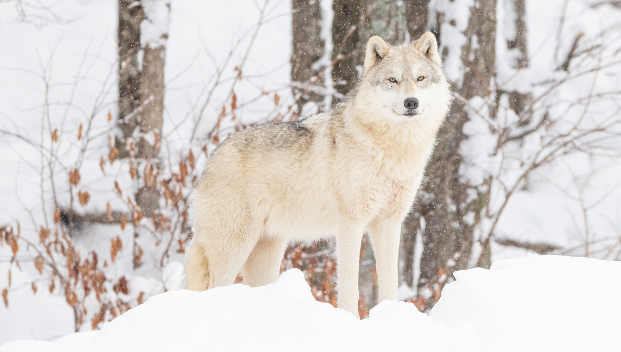 Vivez l’hiver au Parc Oméga — Quoi faire au Québec