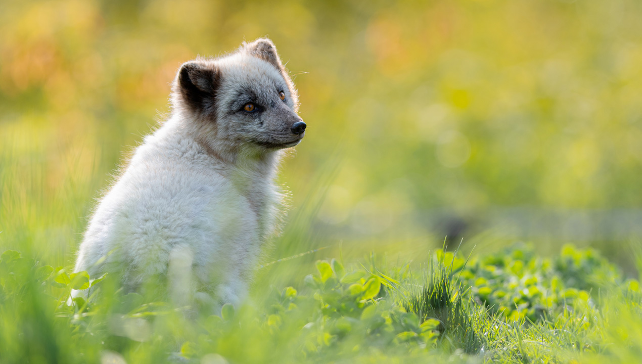 Visitez le Zoo Ecomuseum : une activité naturellement responsable ...