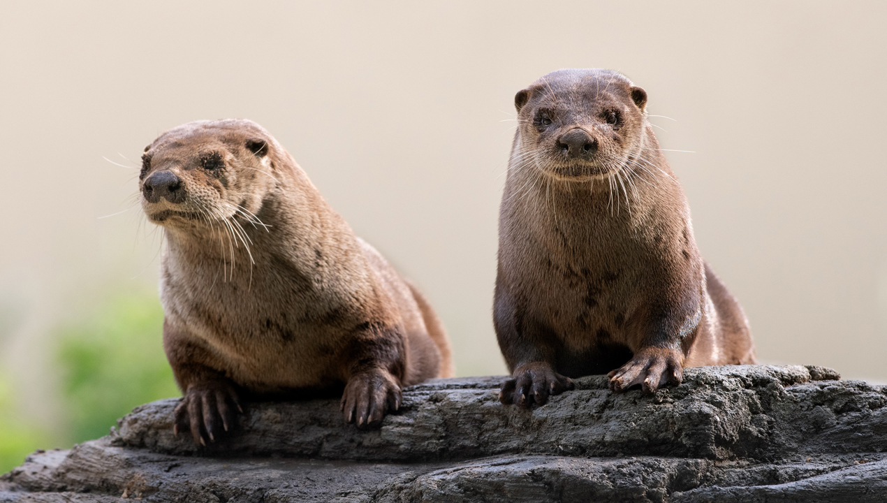 Visitez le Zoo Ecomuseum : une activité naturellement responsable ...