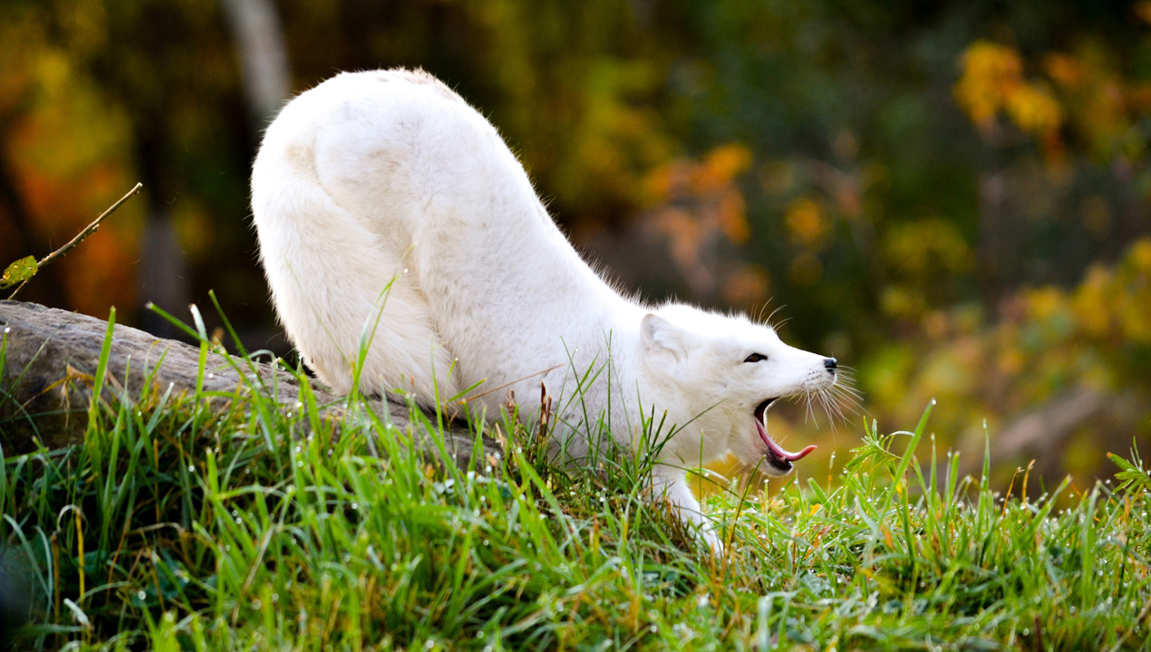 Visitez le Zoo Ecomuseum : une activité naturellement responsable ...