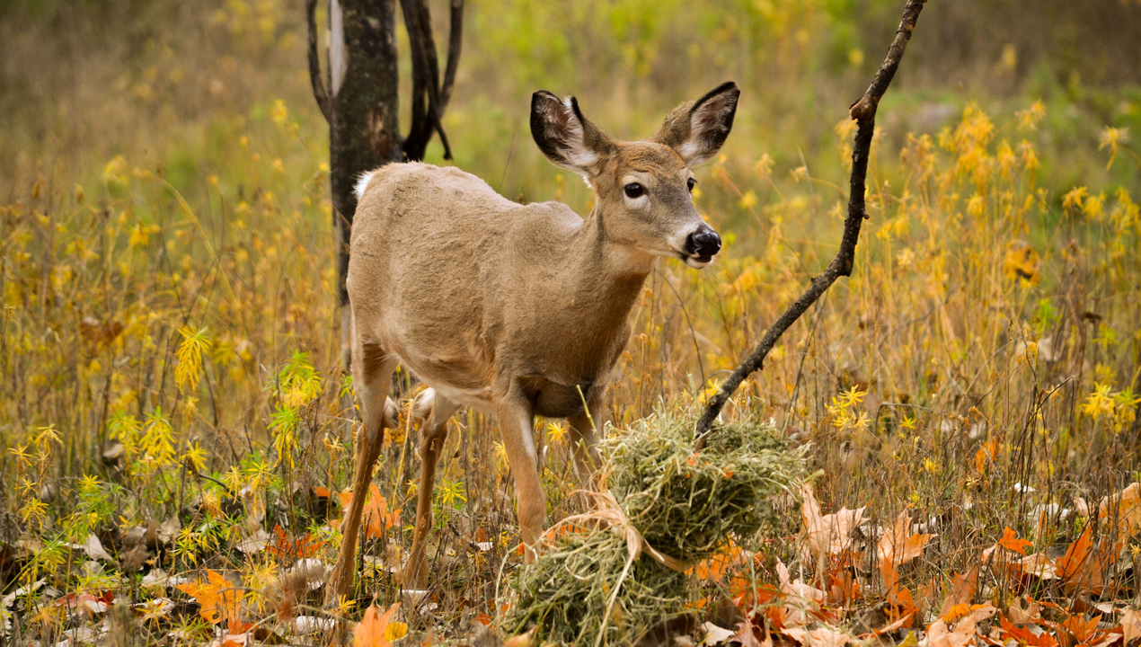 Visitez le Zoo Ecomuseum : une activité naturellement responsable ...