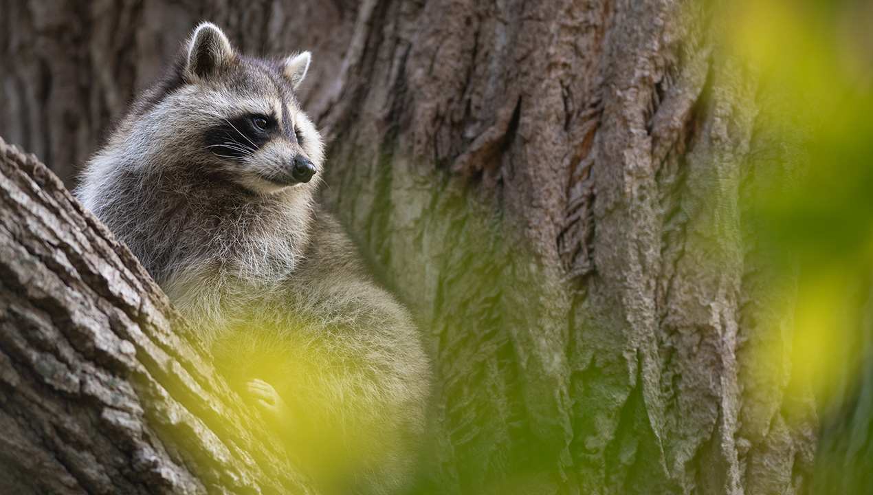 Visitez le Zoo Ecomuseum : une activité naturellement responsable ...