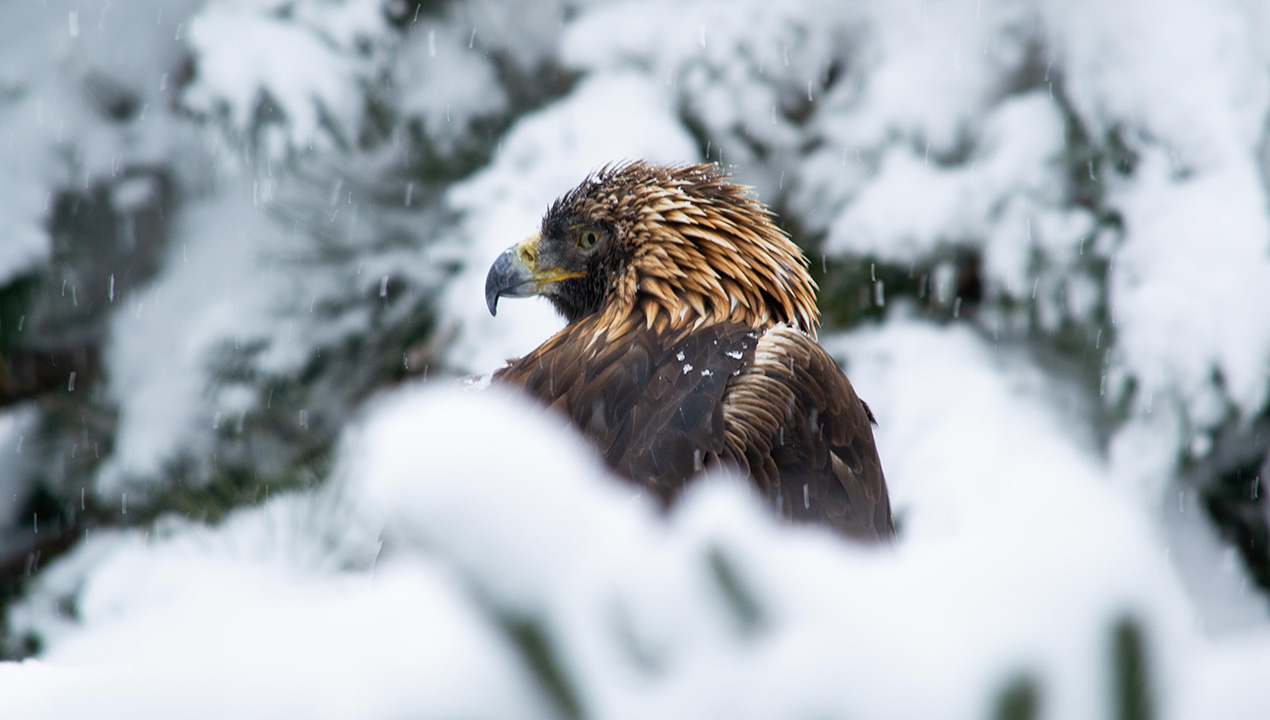 Visitez le Zoo Ecomuseum : une activité naturellement responsable ...