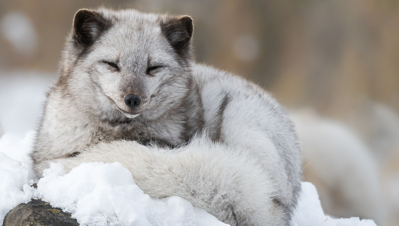 Visitez le Zoo Ecomuseum : une activité naturellement responsable ...